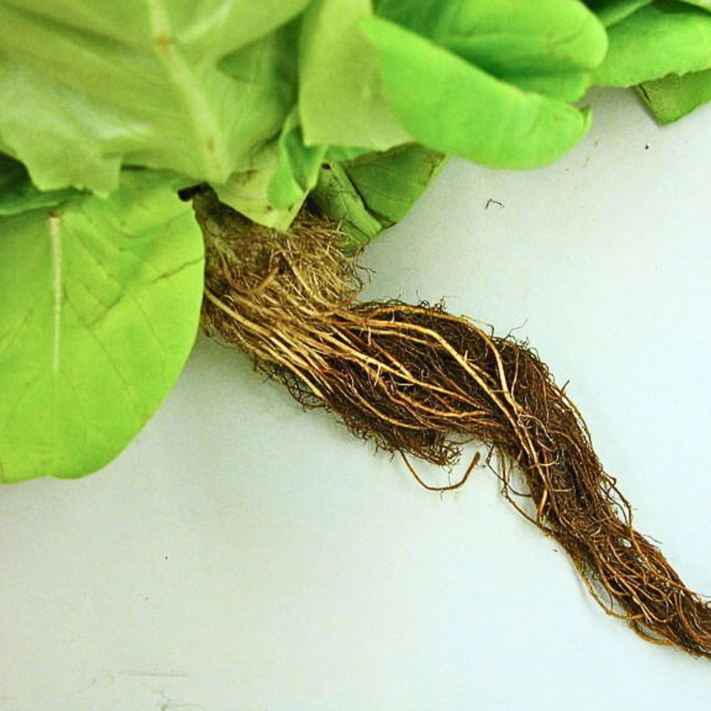 Root Rot? Here is What you can do. - NutriHydro
