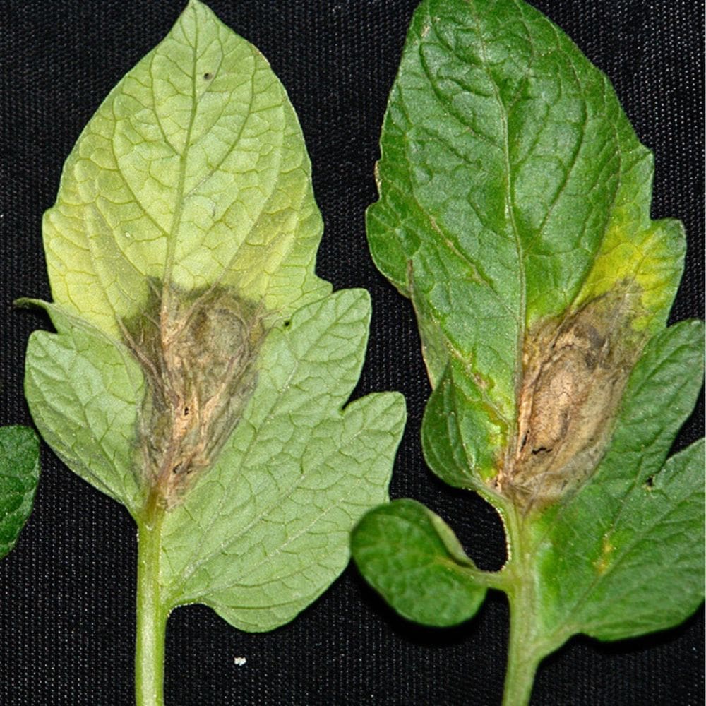 Botrytis (Grey Mold) : Wilt and Die Series - NutriHydro