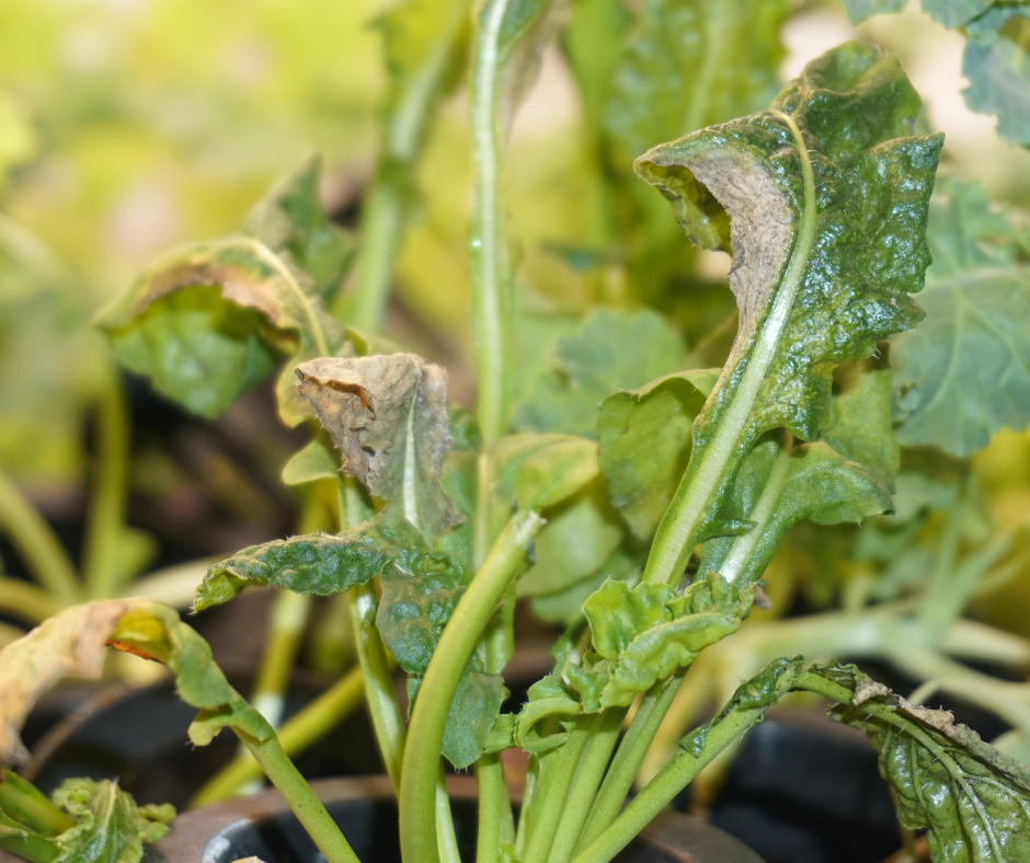 Usual Causes of Nutrient Deficiencies