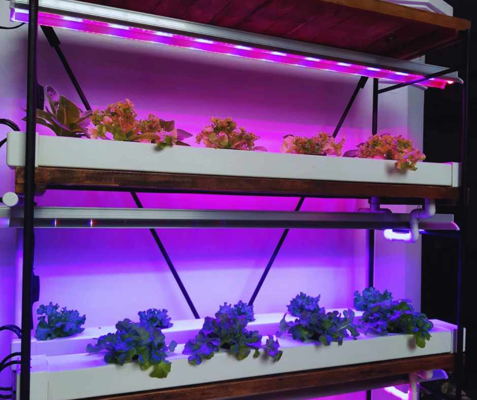 Grow Lights for Year-Round Cultivation