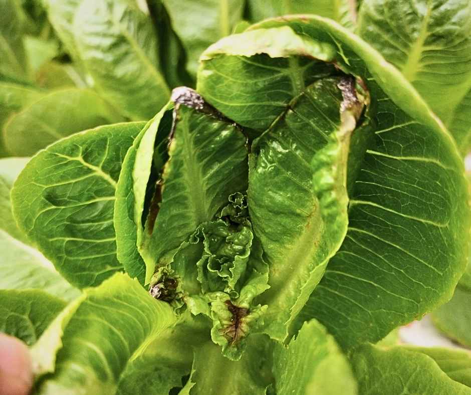 The Truth About Tipburns | NutriHydro